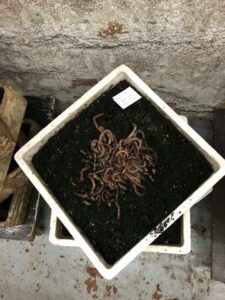 Comment conserver ses vers de terre? – Appâts du Nord